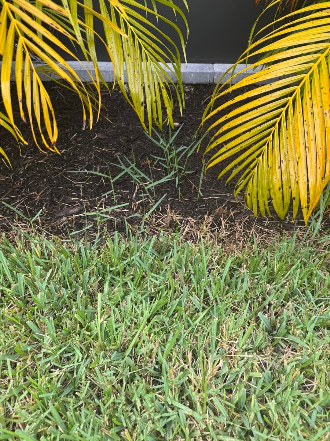 How to get rid of Torpedo Grass