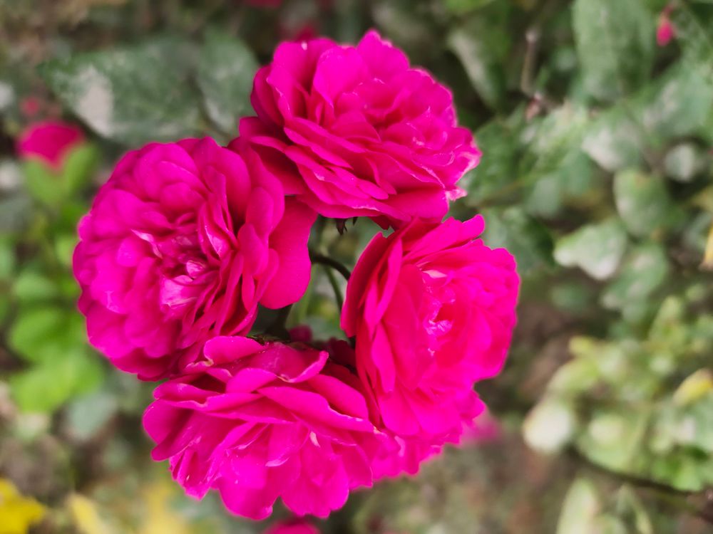 How to grow miniature roses in Florida