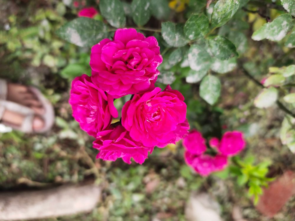 How to grow miniature roses in Florida