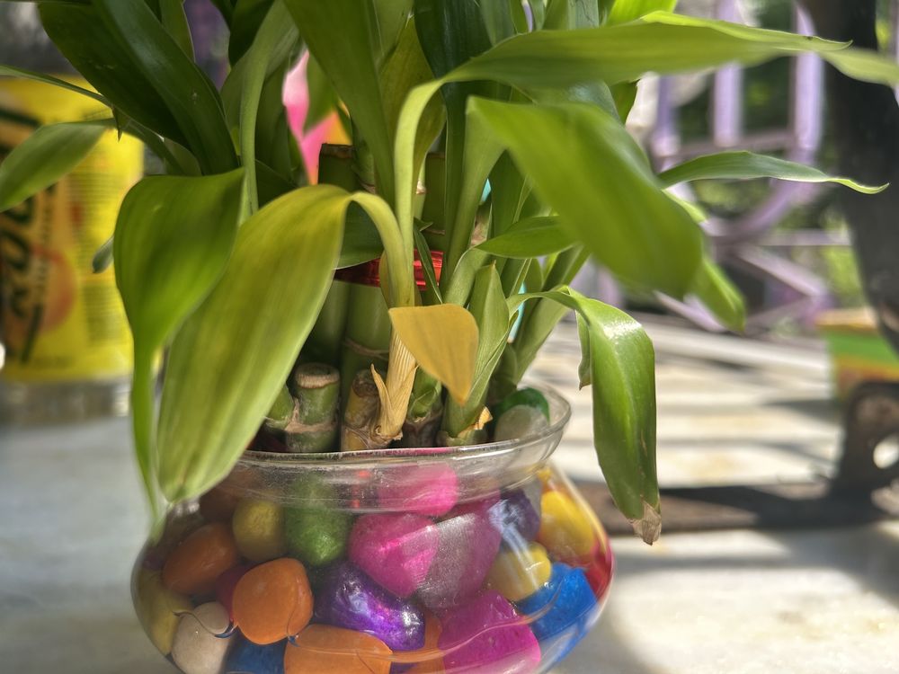 Why my lucky bamboo is turning yellow - Tips to revive