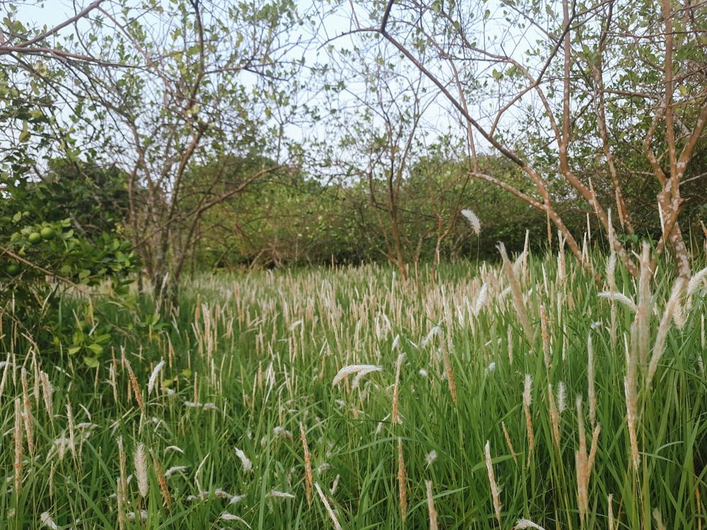 How to Grow Pampas Grass - Useful Tips