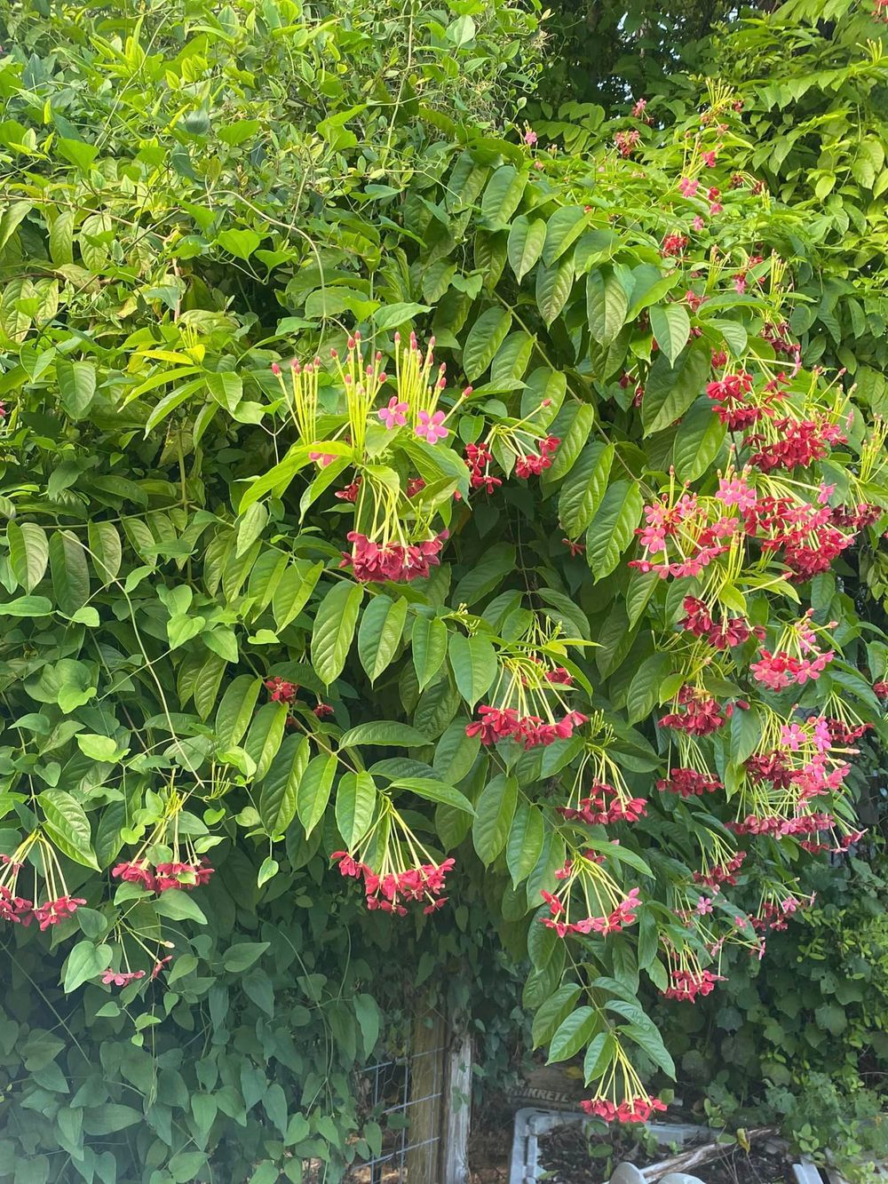 Rangoon Creeper flower vine growing and caring tips