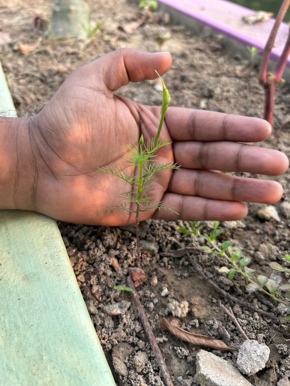 How to Grow Cypress Vine from Seed