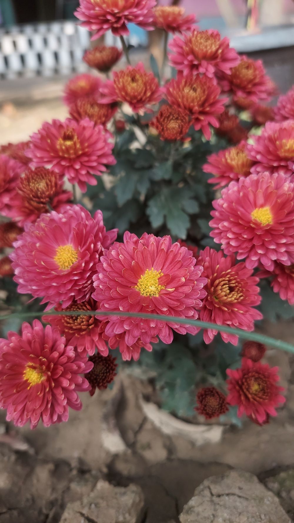 Plant, Grow, and Care for Daisy Flowers in Your Garden