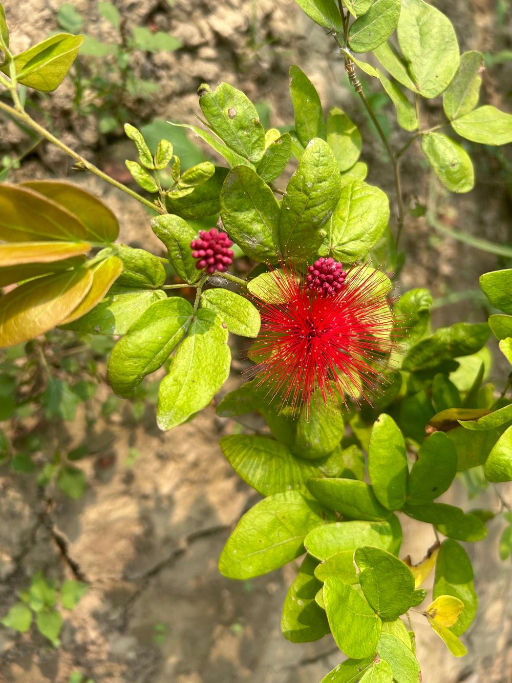 Grow Powder Puff (Calliandra) Flower plant in Florida