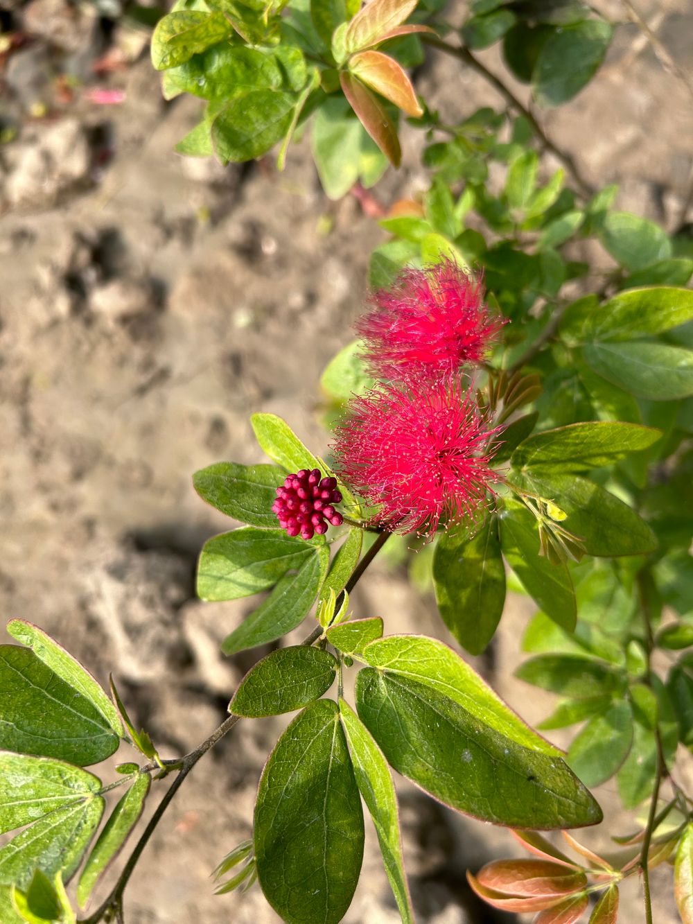 Grow Powder Puff (Calliandra) Flower plant in Florida