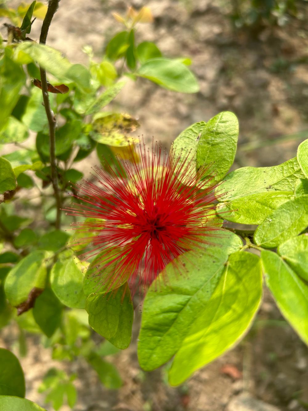 Grow Powder Puff (Calliandra) Flower plant in Florida