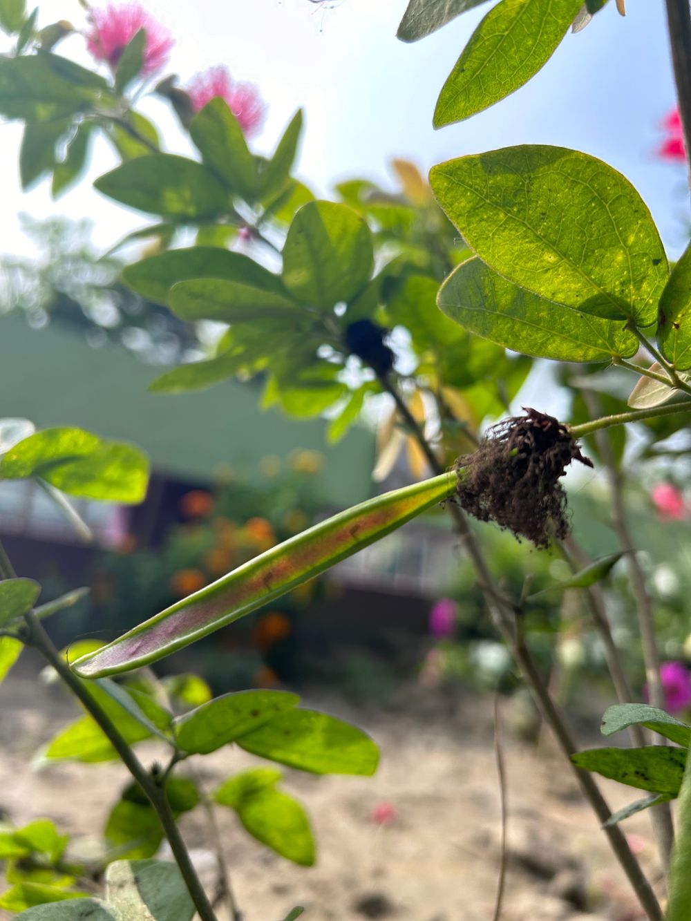 Grow Powder Puff (Calliandra) Flower plant in Florida