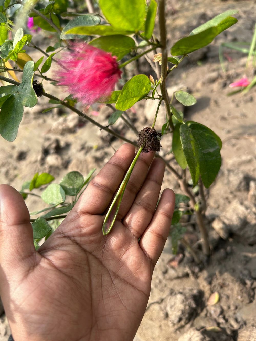 Grow Powder Puff (Calliandra) Flower plant in Florida
