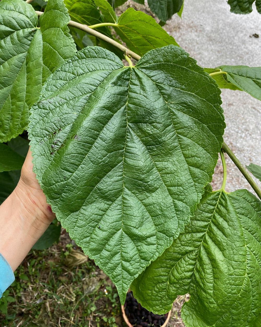 Difference between Blackberry and Mulberry with Photos