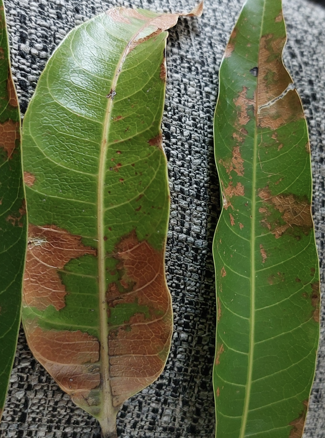 Post Hurricane Wind Burn - What to do