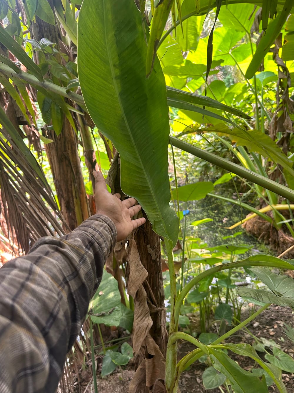 Grow Banana Tree in Florida - Complete Guide