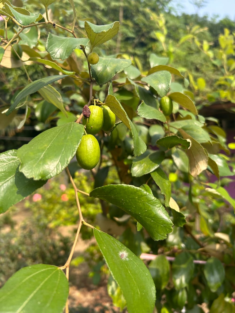 Best Fruit Trees to Grow in Florida