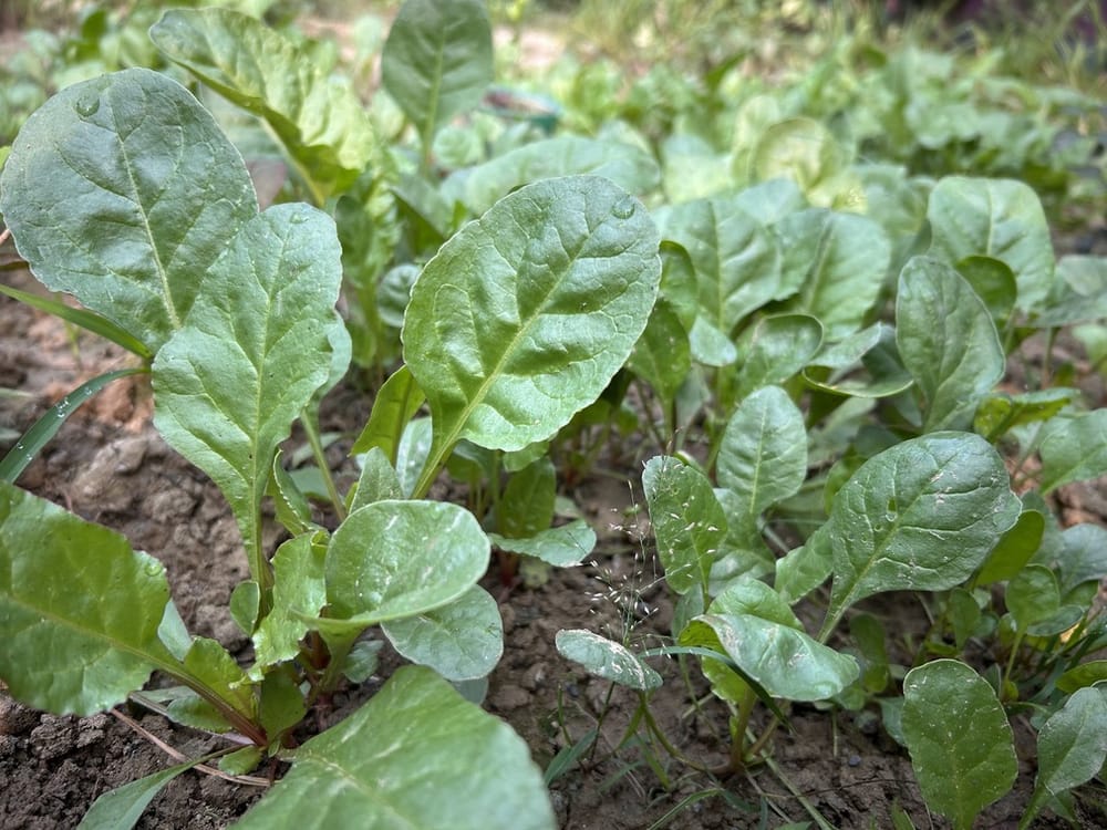 What to Plant in December in Zone 9