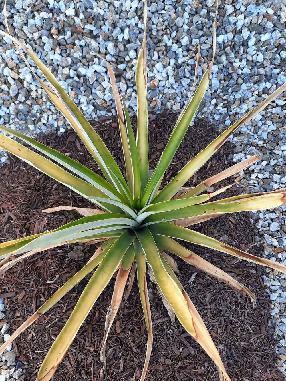 Pineapple Leaves Turning Brown - How to cure