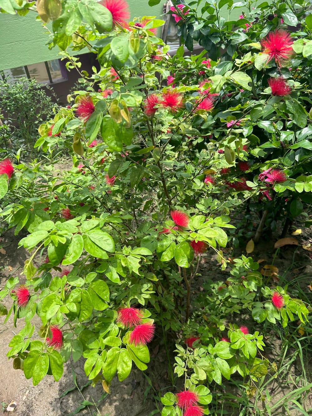 Grow Powder Puff (Calliandra) Flower plant in Florida