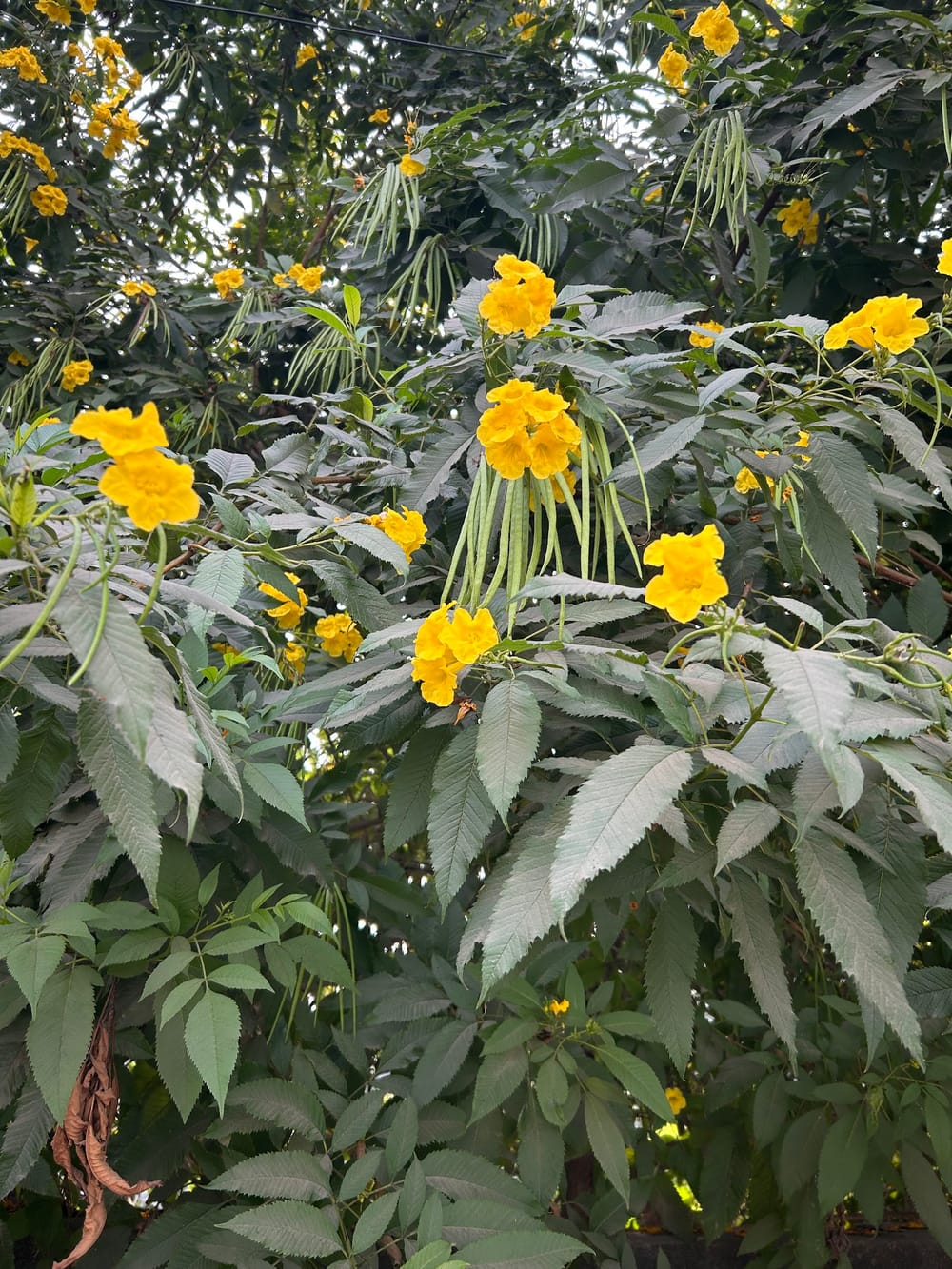 Easy to Grow Florida Native Plants