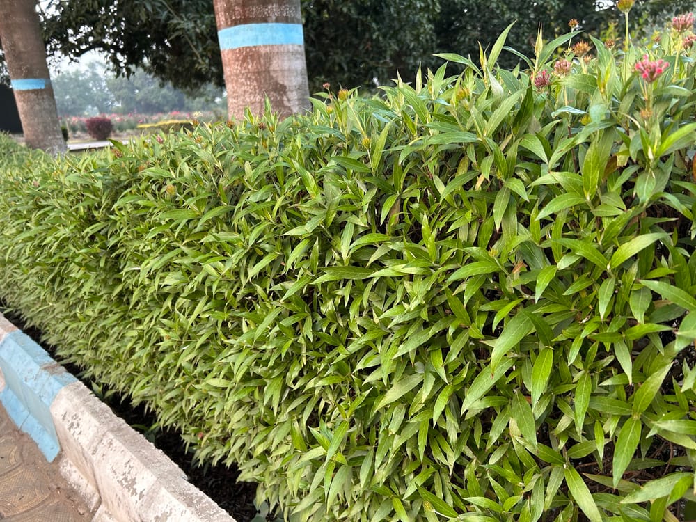 Best Plants for Privacy Hedges in South Florida - Chart