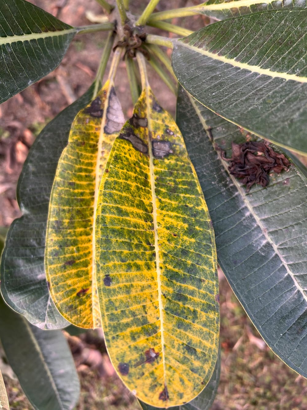 Plumeria Leaves Yellowing - Causes and Solution