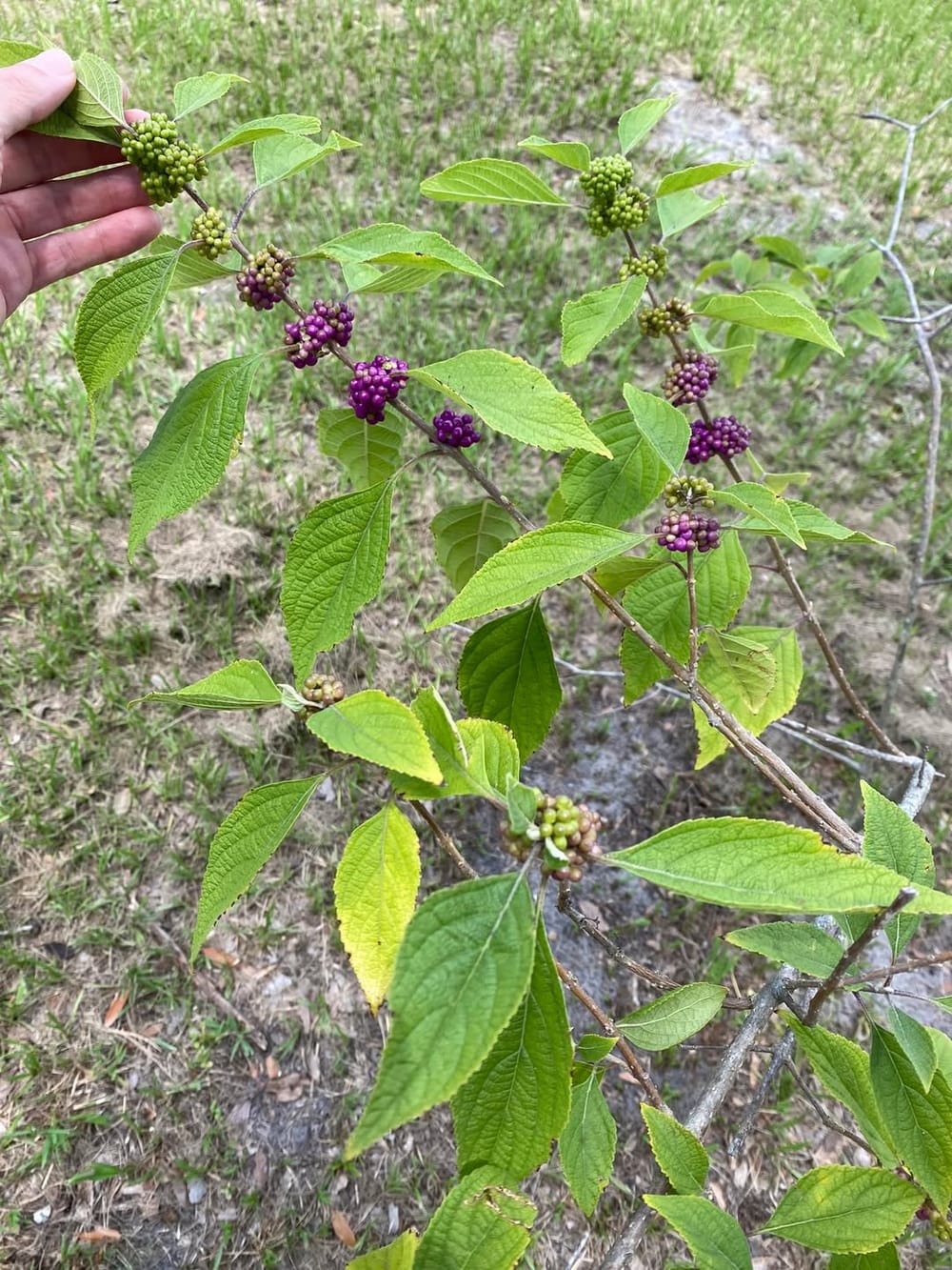 Low maintenance shrubs for a west-facing area in Florida