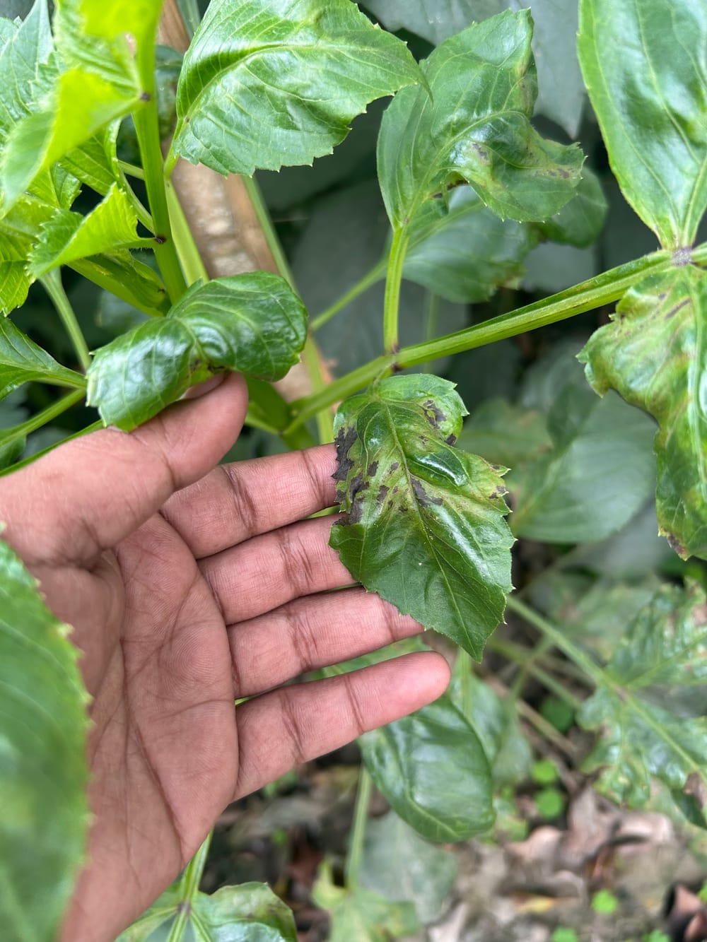 Dahlia Leaves Curling - Causes and Treatments