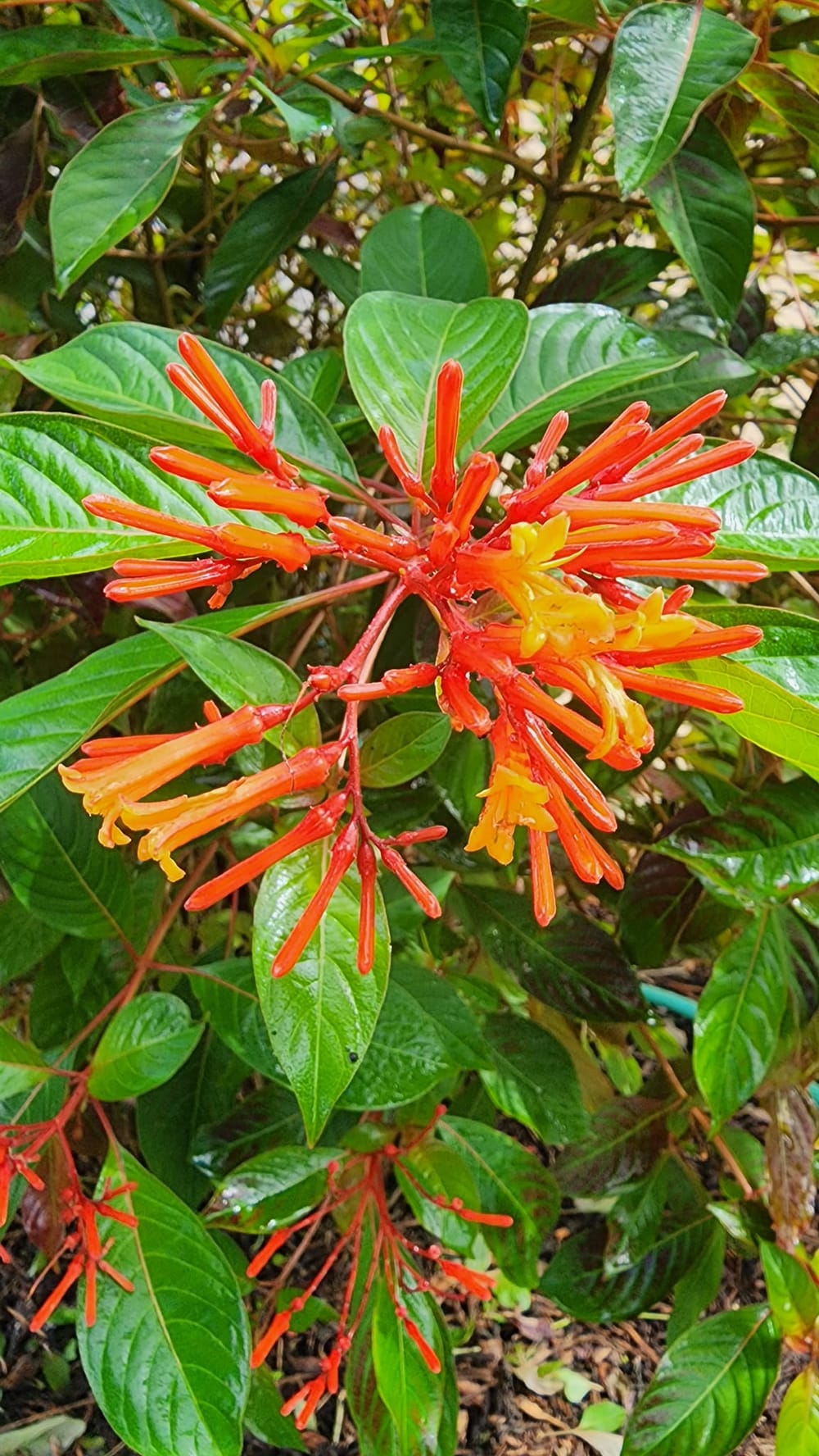 Low maintenance shrubs for a west-facing area in Florida