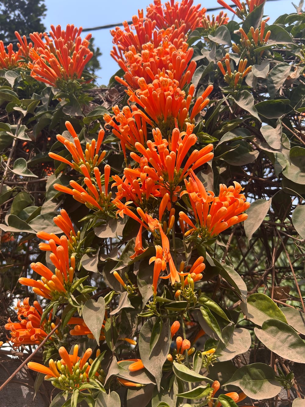 Flowering Vines for South Florida