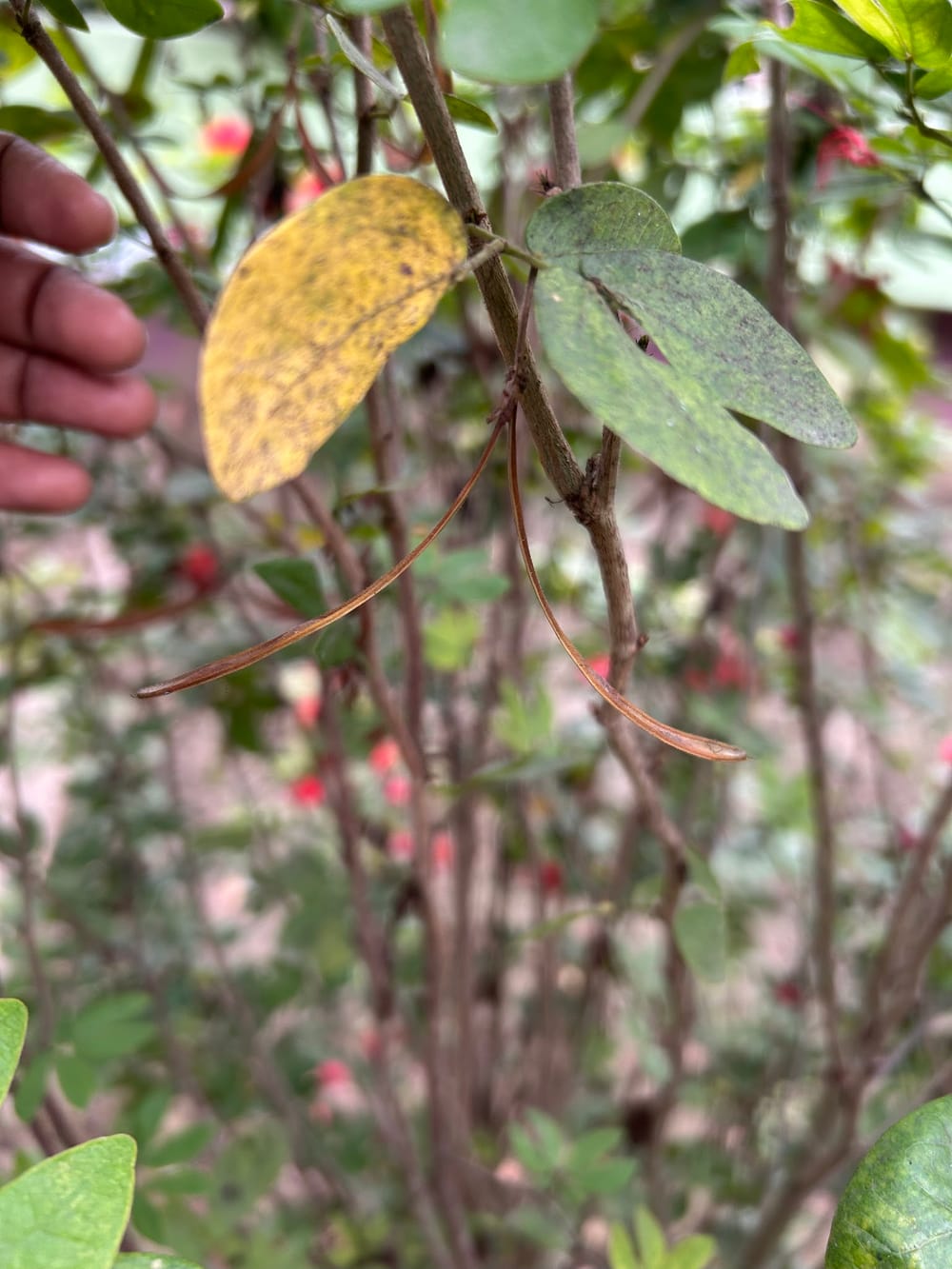 How to grow Powder Puff (Calliandra) from Seeds