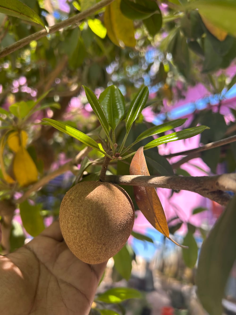 Sapodilla Growing and Caring Guide with Varieties