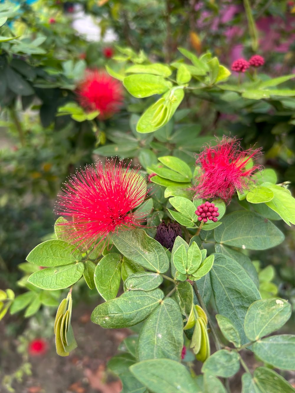 Best Flowers to Grow in Florida