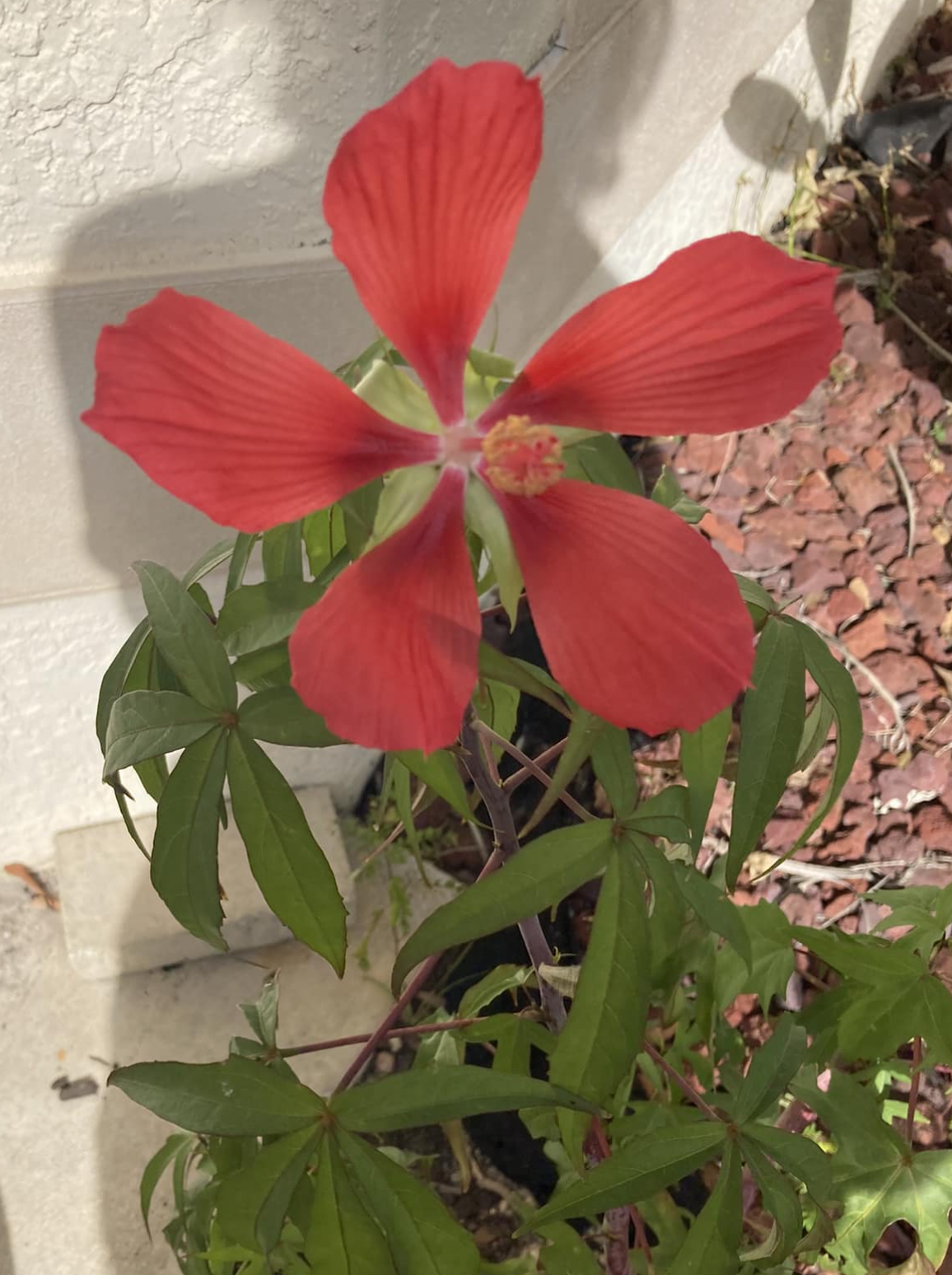 Growing Hibiscus in Florida