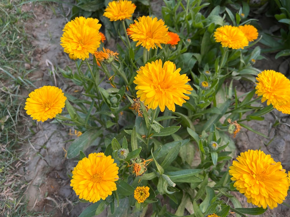 Best Herbs to Grow in Florida - Complete list
