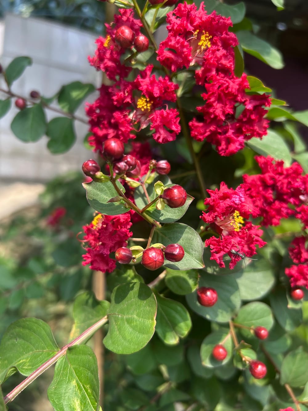 Crape Myrtle in Florida - Growing, Caring, and Pruning