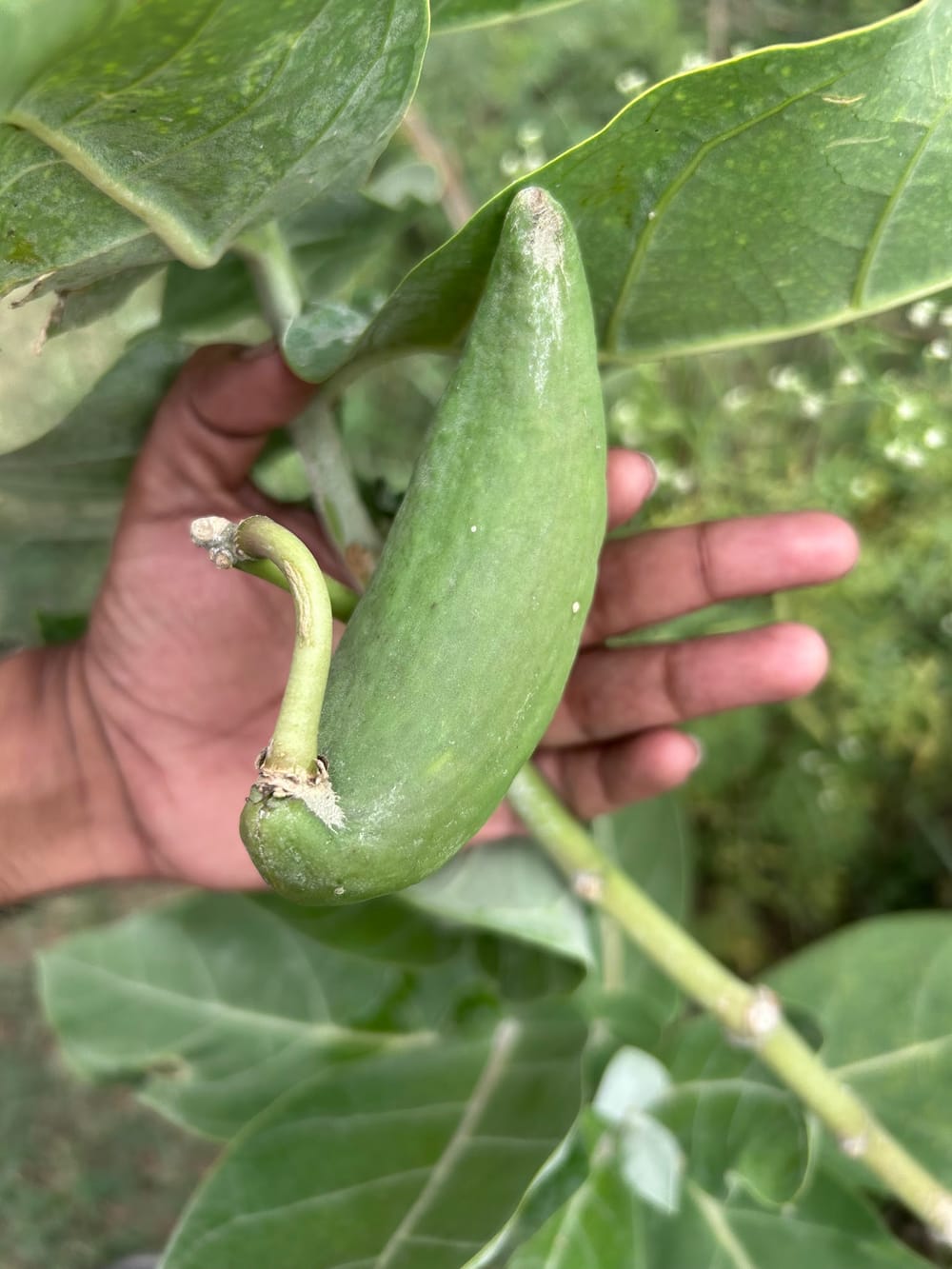 Giant Milkweed in Florida
