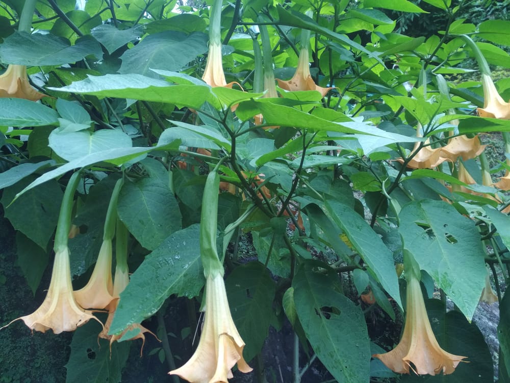 Devil’s Trumpet vs Angel’s Trumpet with Pictures