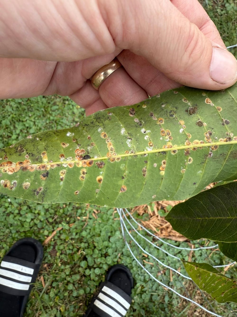 How to Grow and Care for a Mango Tree in Florida