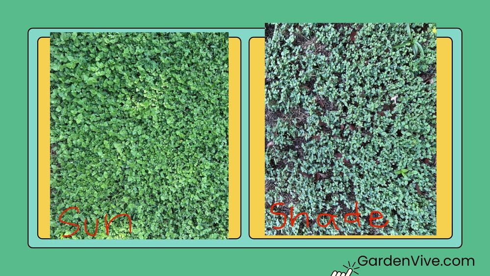 Complete List of North Texas Native Plants with Charts