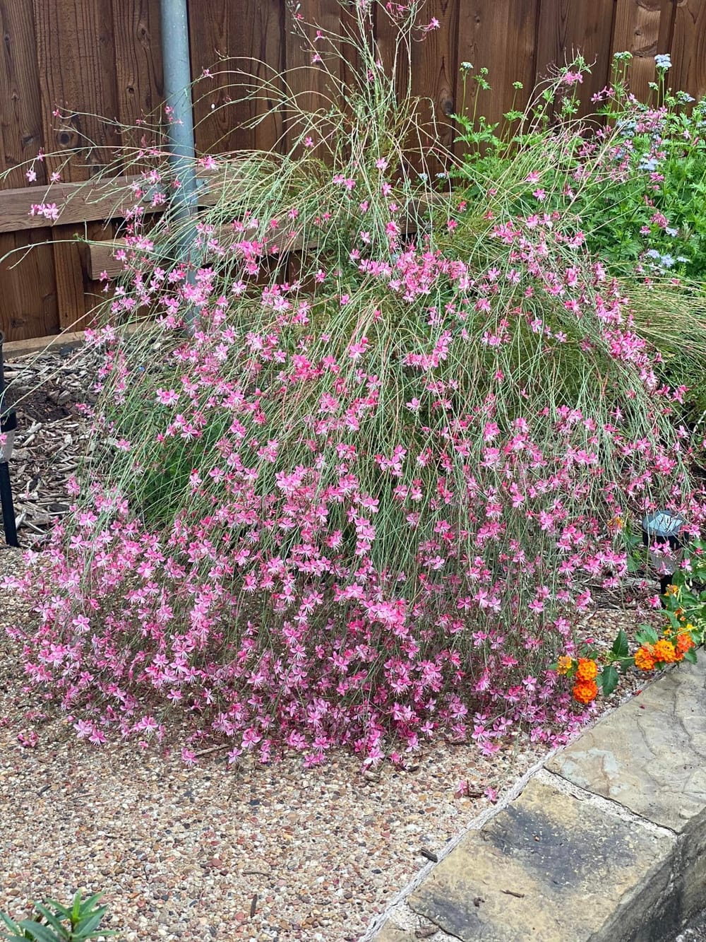 Gaura Growing and Caring Guide