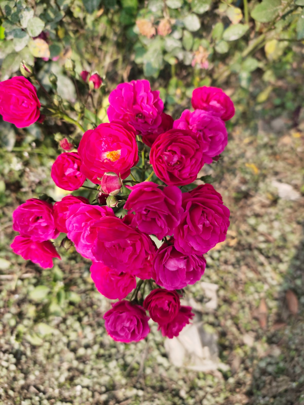 How to grow miniature roses in Florida