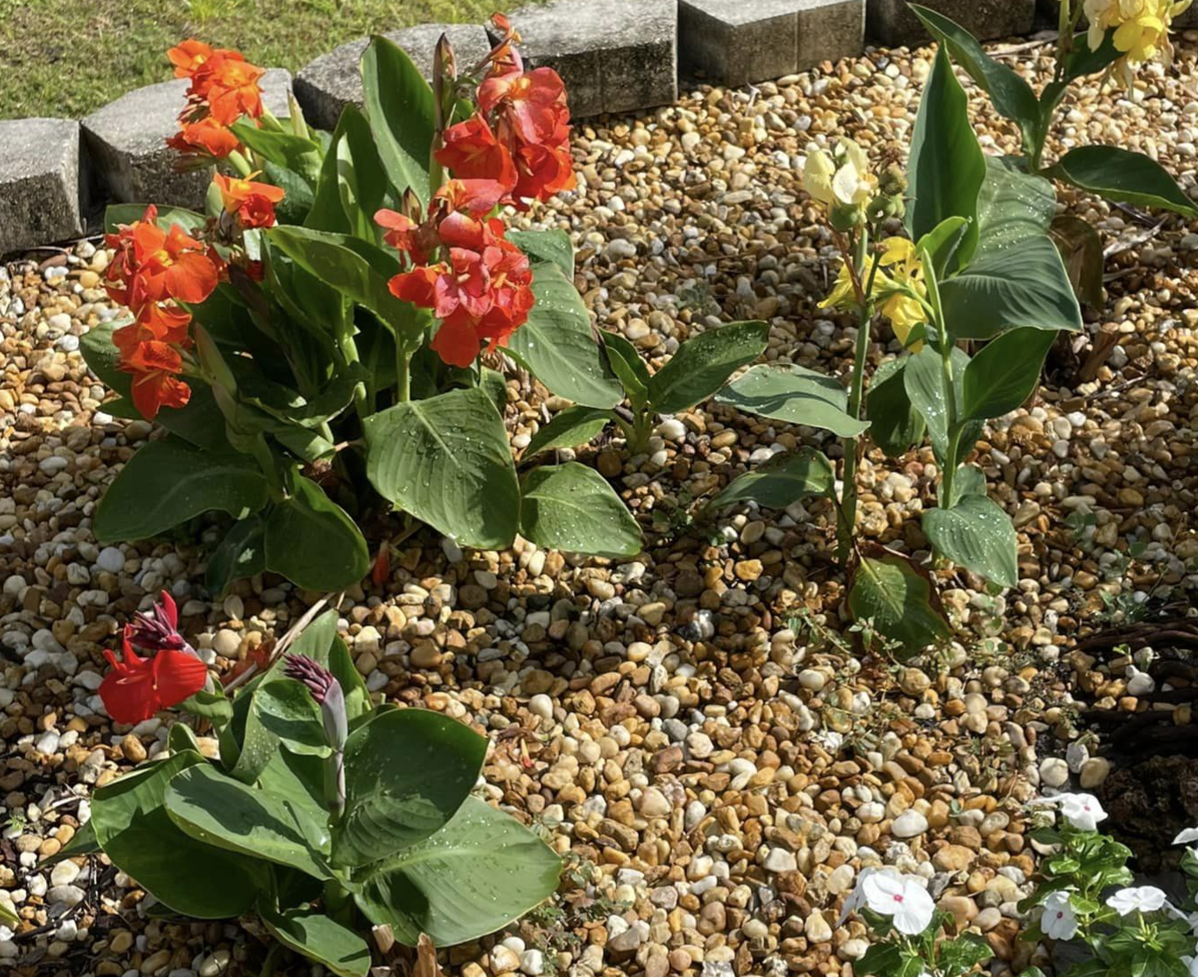 How to Encourage Canna Lilies to Bloom