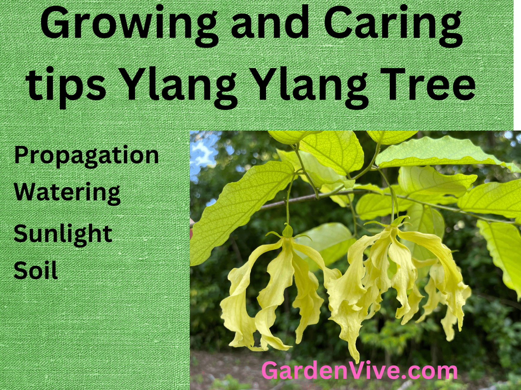 Grow Ylang Ylang Tree - Propagation and Caring
