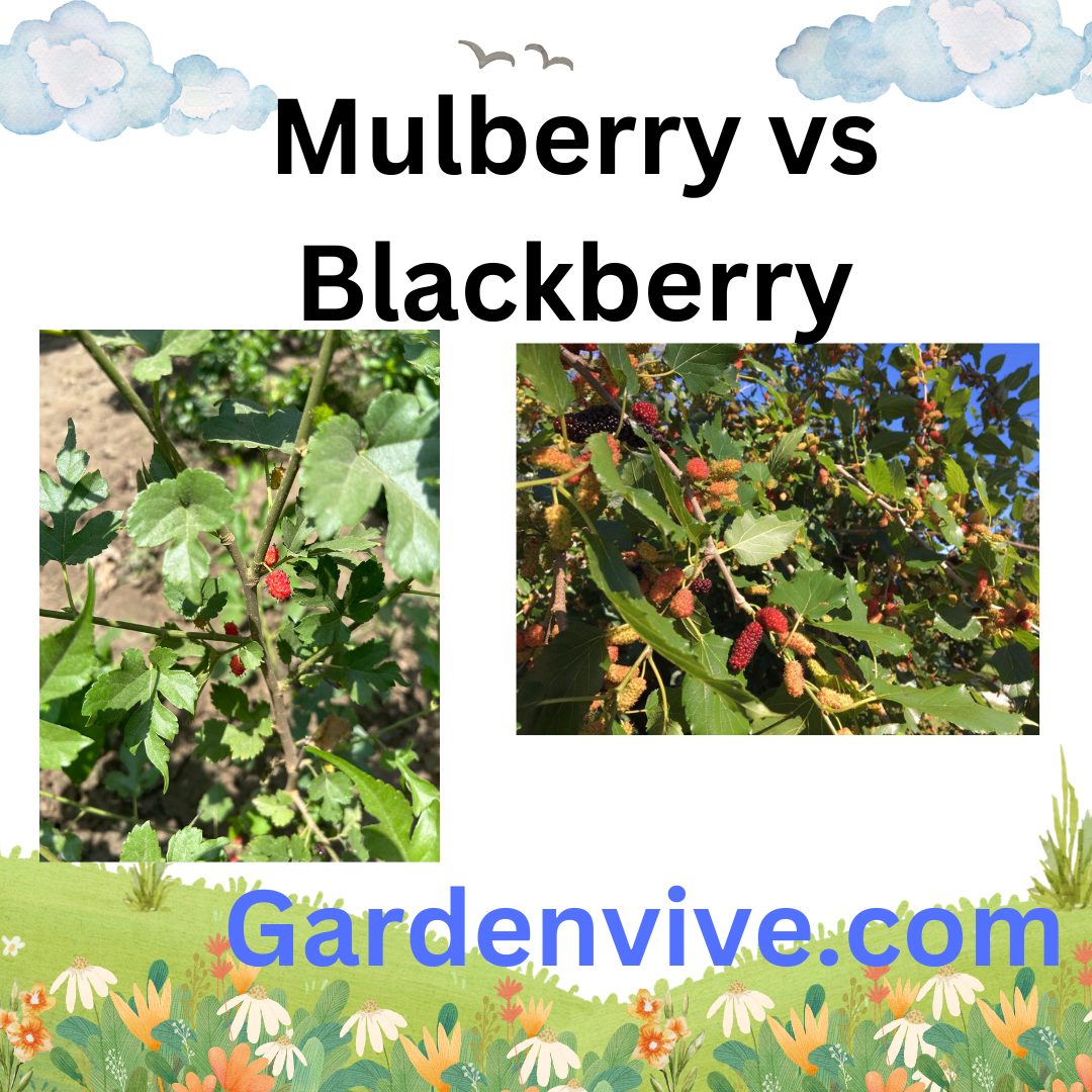 Difference between Blackberry and Mulberry with Photos