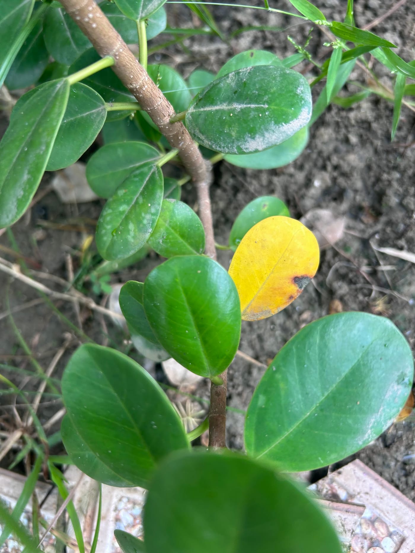 Green Island Ficus Leaves Turning Yellow and Falling Off