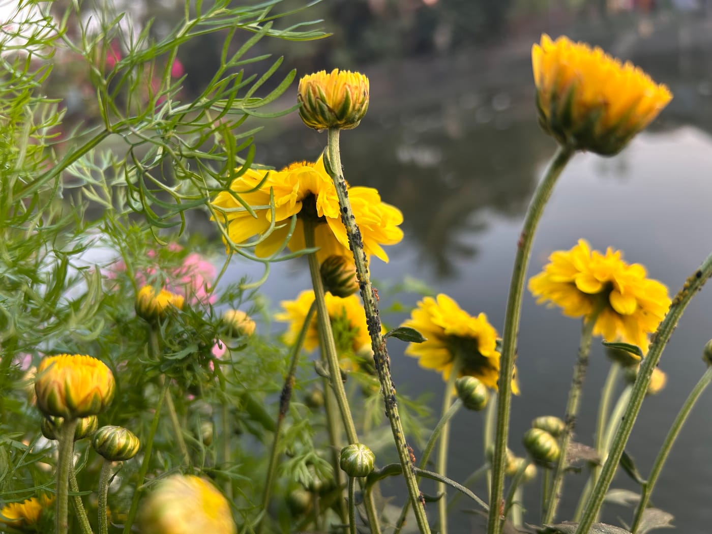 Get rid of Aphids on Mums (Chrysanthemum)