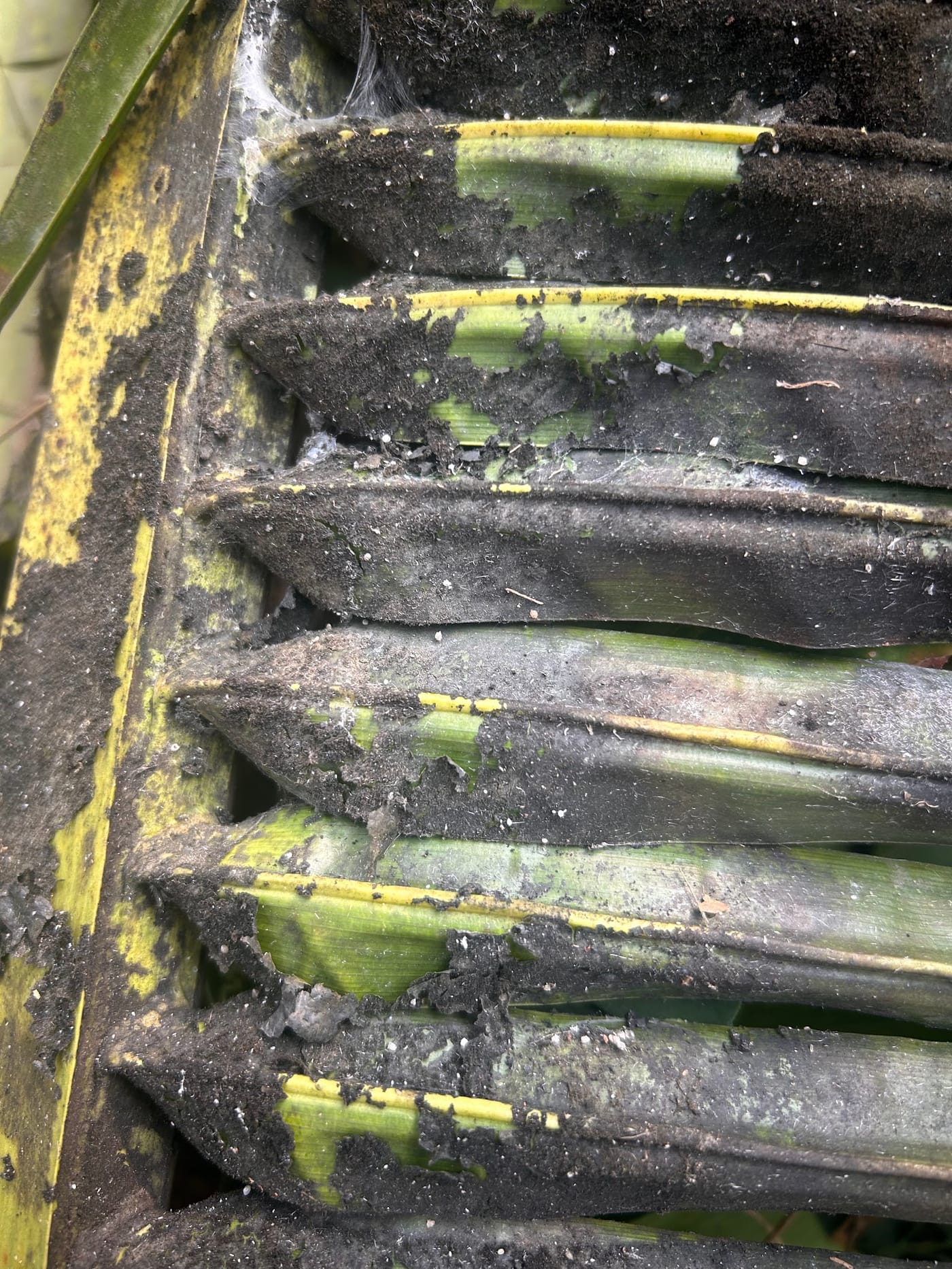 Get rid of Sooty Mold on Palm Trees