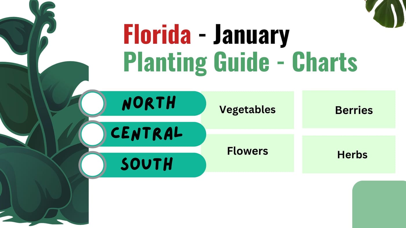 What to Plant in January in Florida - Charts