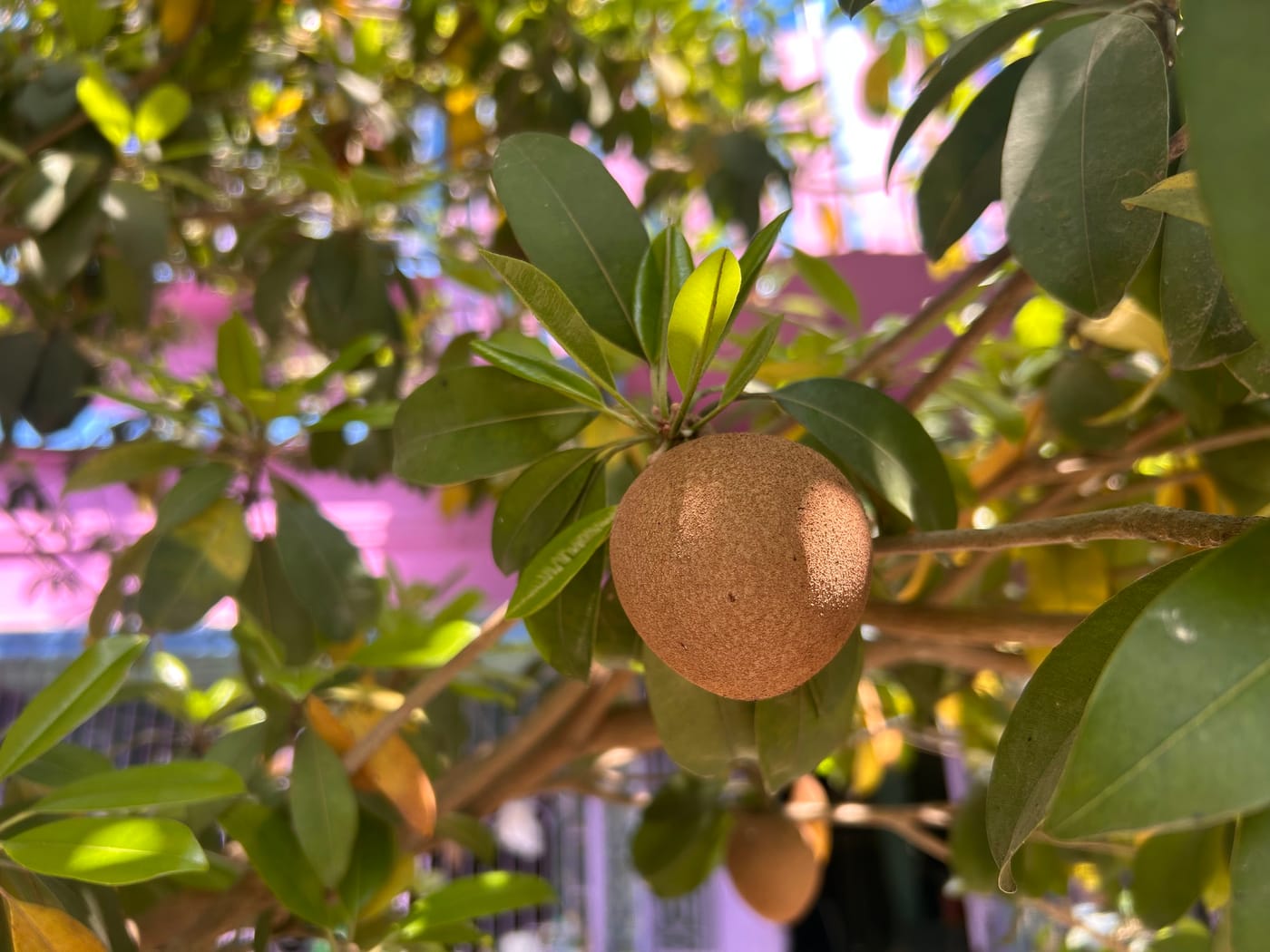 Sapodilla Growing and Caring Guide with Varieties