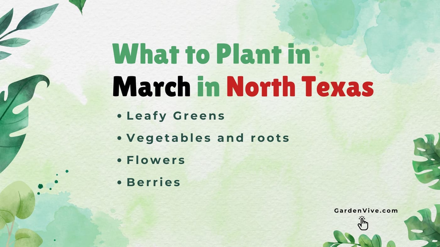 What to Plant in March in North Texas - Planting Chart