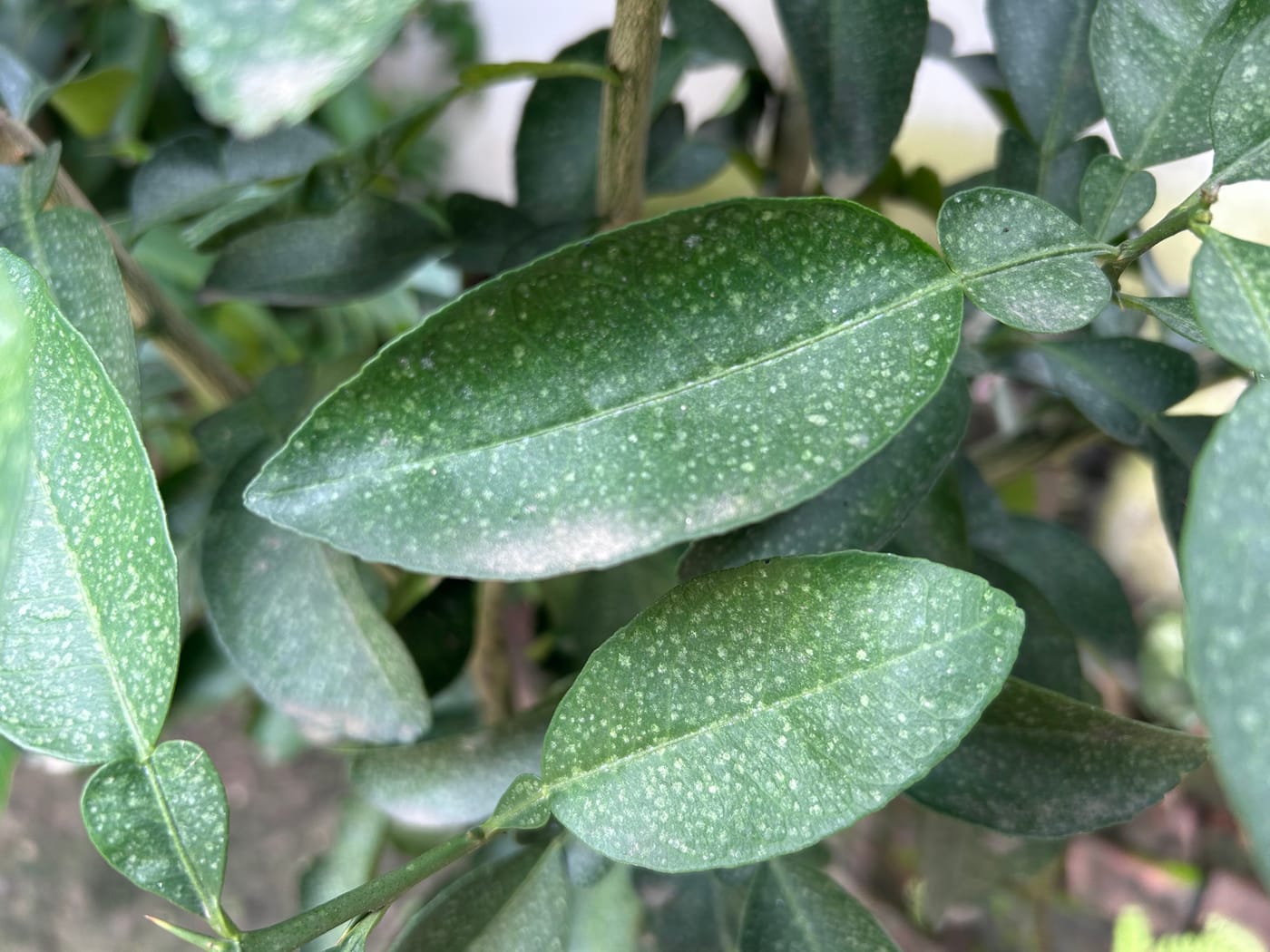 White Spots on Citrus Leaves