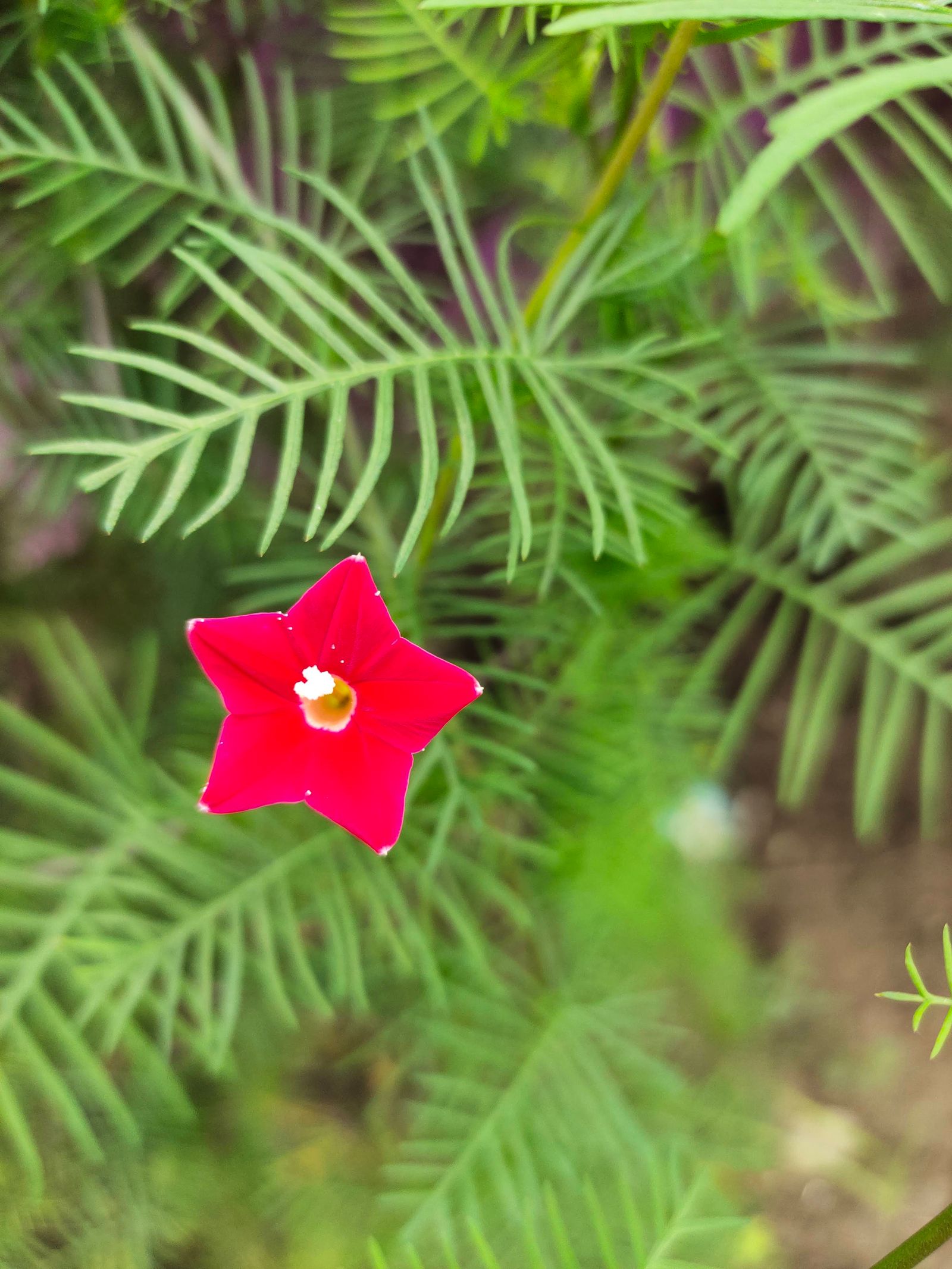 How to grow Cypress Vine in Florida